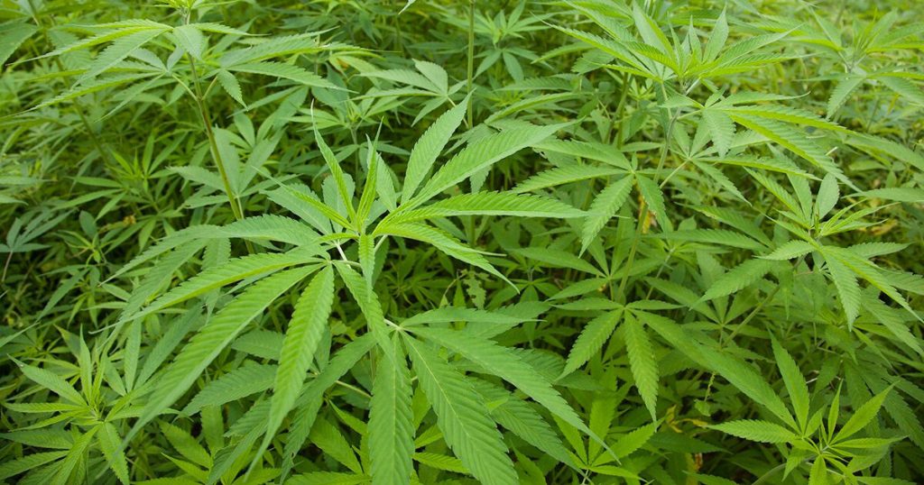 गण्डकीमा गाँजाखेतीको सम्भाव्यता अध्ययन गरिने – NepalWatch