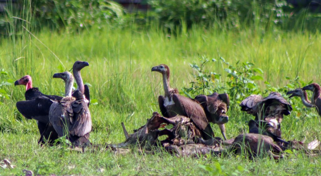संरक्षण गरिएका गिद्ध प्रकृतिमा छाडिए – NepalWatch