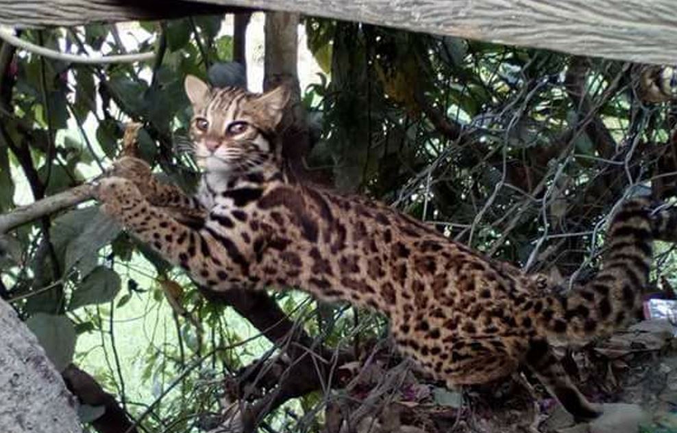 बेँसीसहरमा चरी बाघ फेला, नियन्त्रणमा लिएर जङ्गलमा छाडियो – NepalWatch