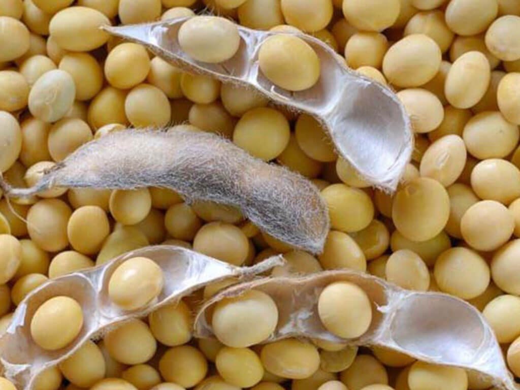 भटमास खेतीमा किसानको आकर्षण बढ्यो, वार्षिक तीन लाखसम्म आम्दानी – NepalWatch